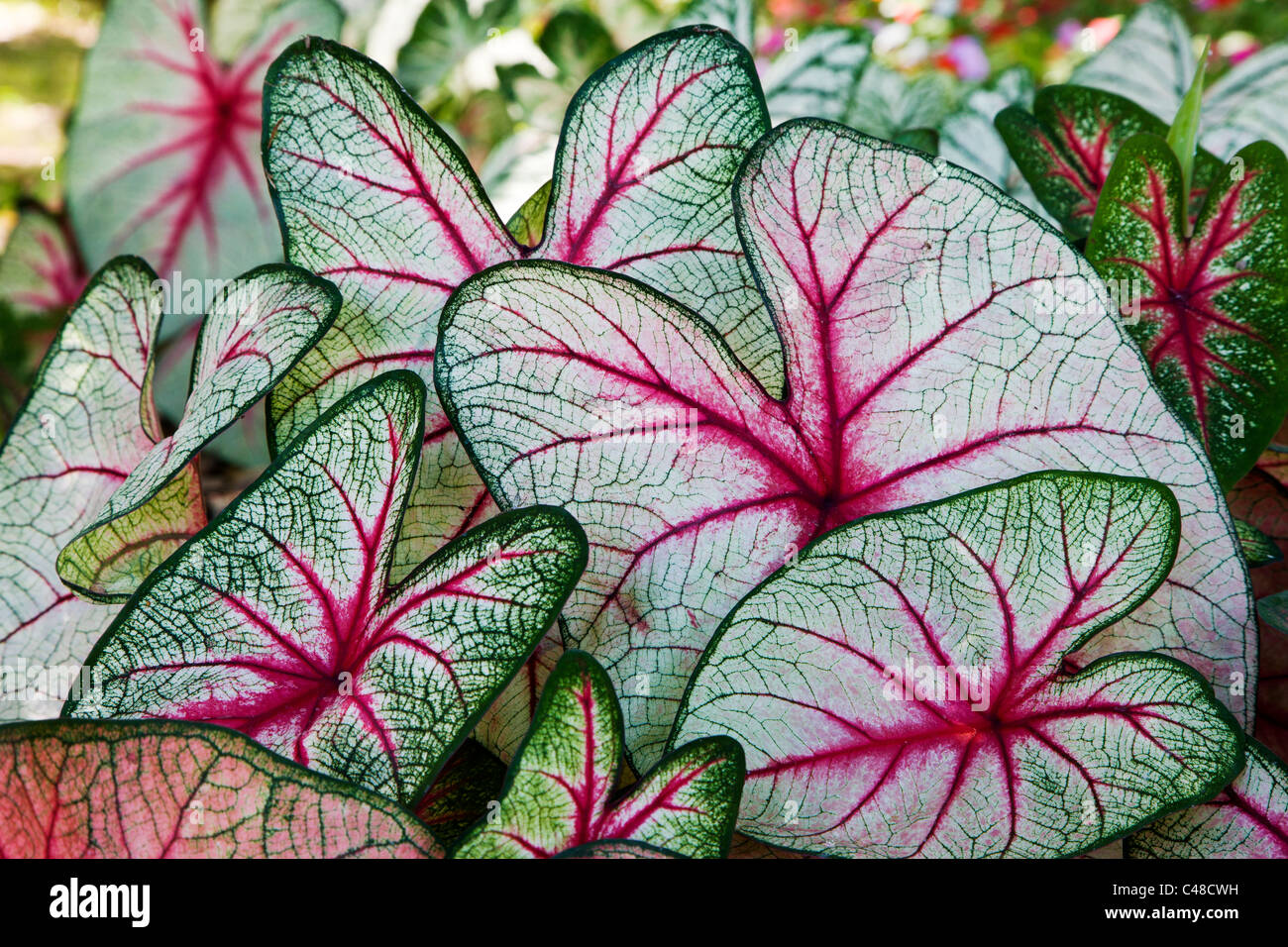 Caladium, flowering plant in the family Araceae. Known by the common ...