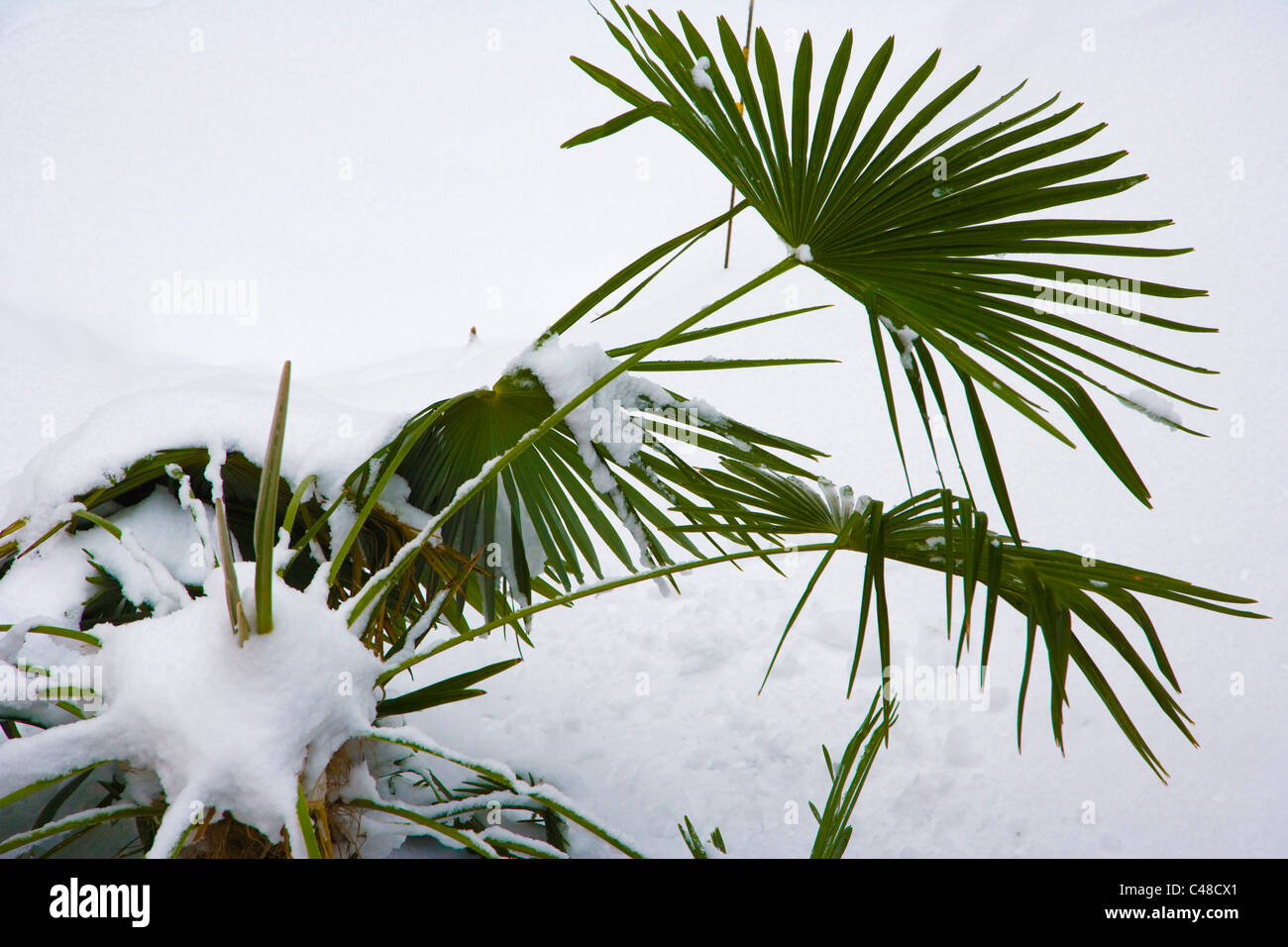 Palm tree snow winter hi-res stock photography and images - Alamy
