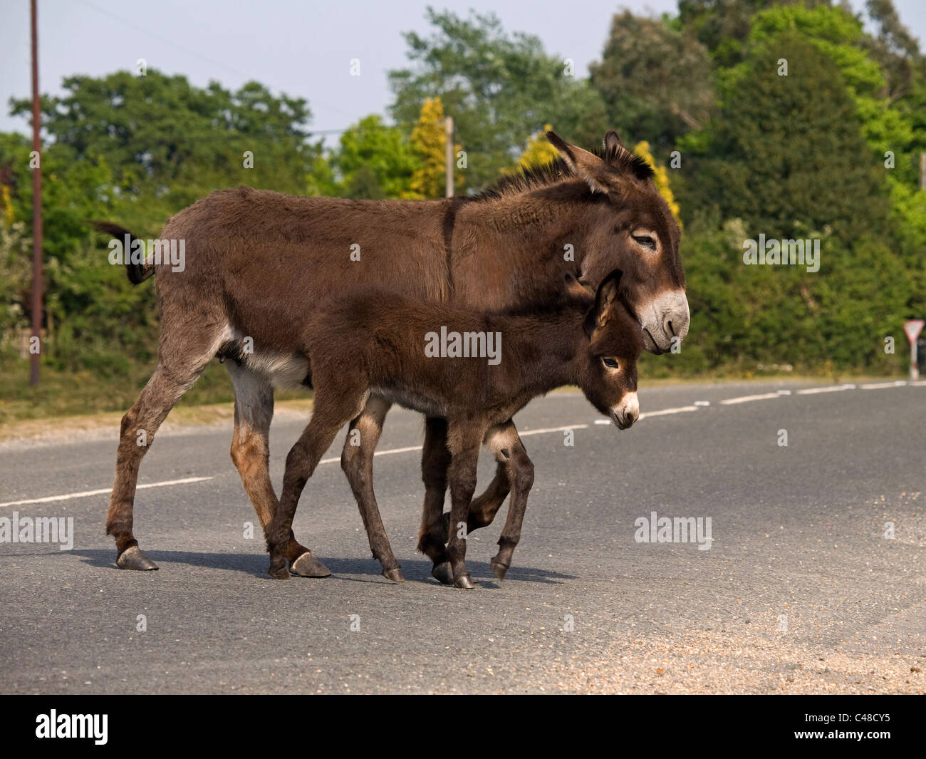 Donkey crossing hi-res stock photography and images - Alamy