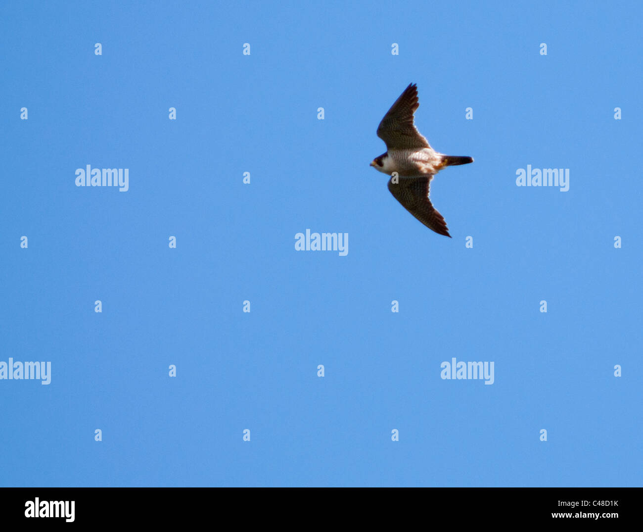 Peregrine falcon flying high hi-res stock photography and images - Alamy