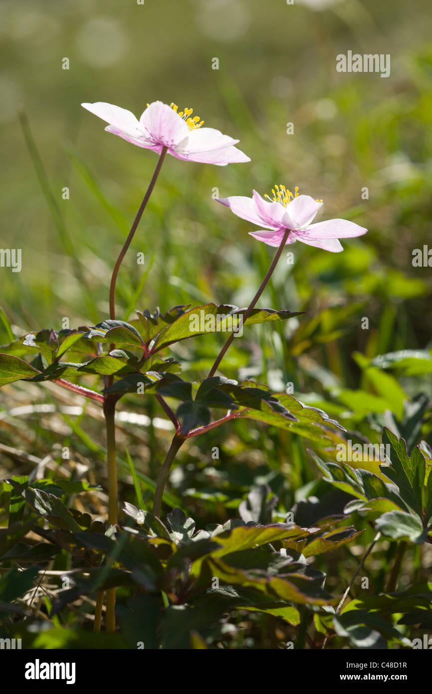 Anemonies hi-res stock photography and images - Alamy