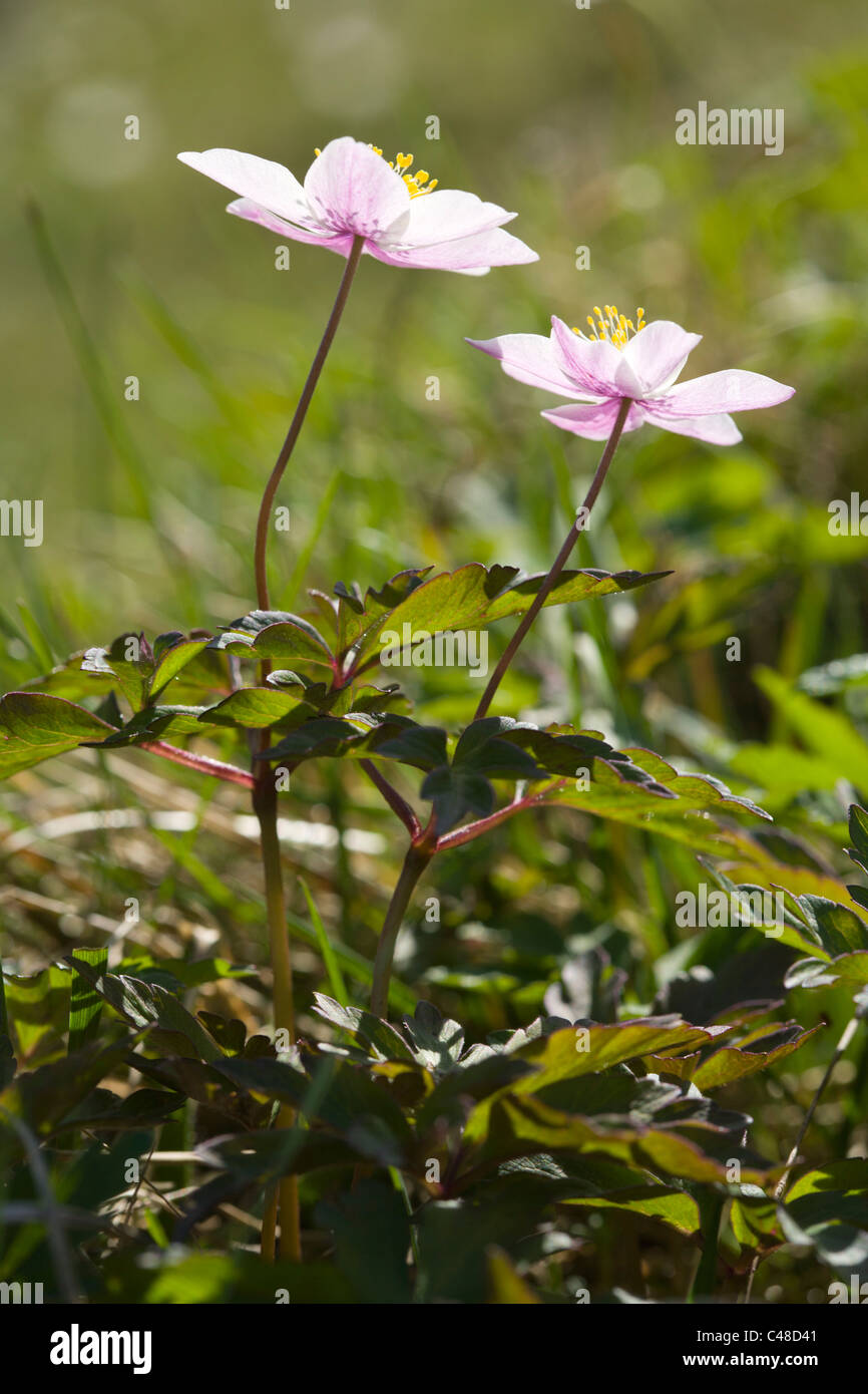 Anemonies hi-res stock photography and images - Alamy