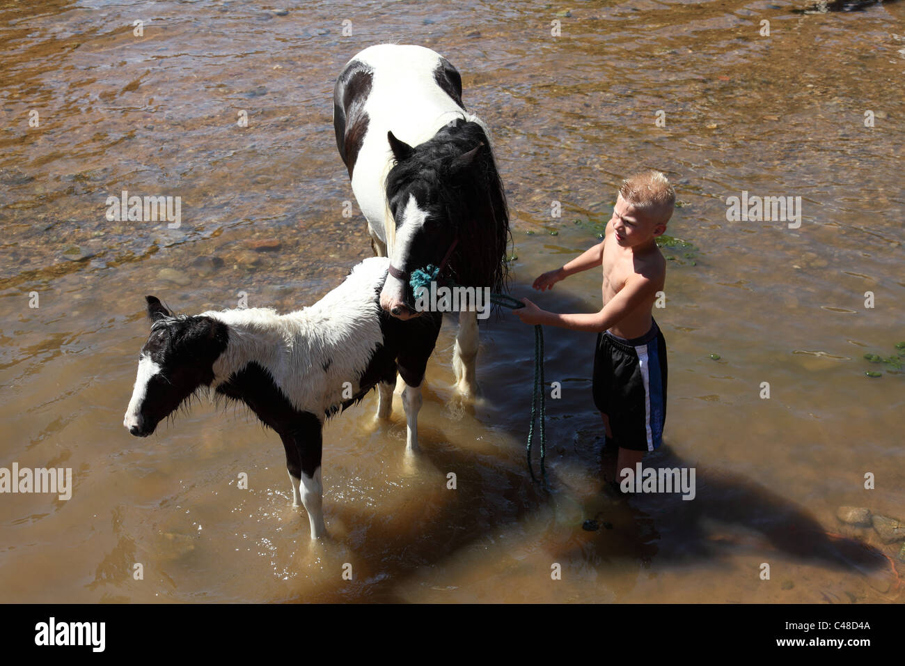A young gypsy boy with a horse and foal in the River Eden at Appleby ...