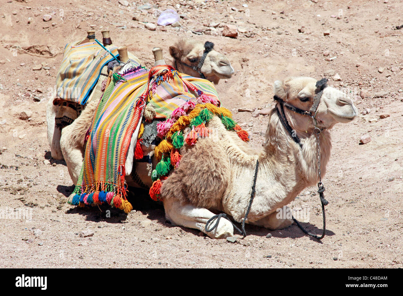 Egyptian deserts hi-res stock photography and images - Alamy