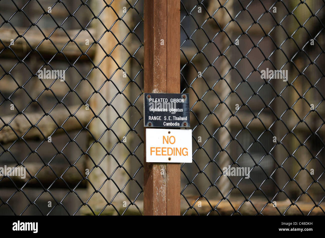 gibbon enclosure showing no feeding sign twycross zoo england uk Stock ...