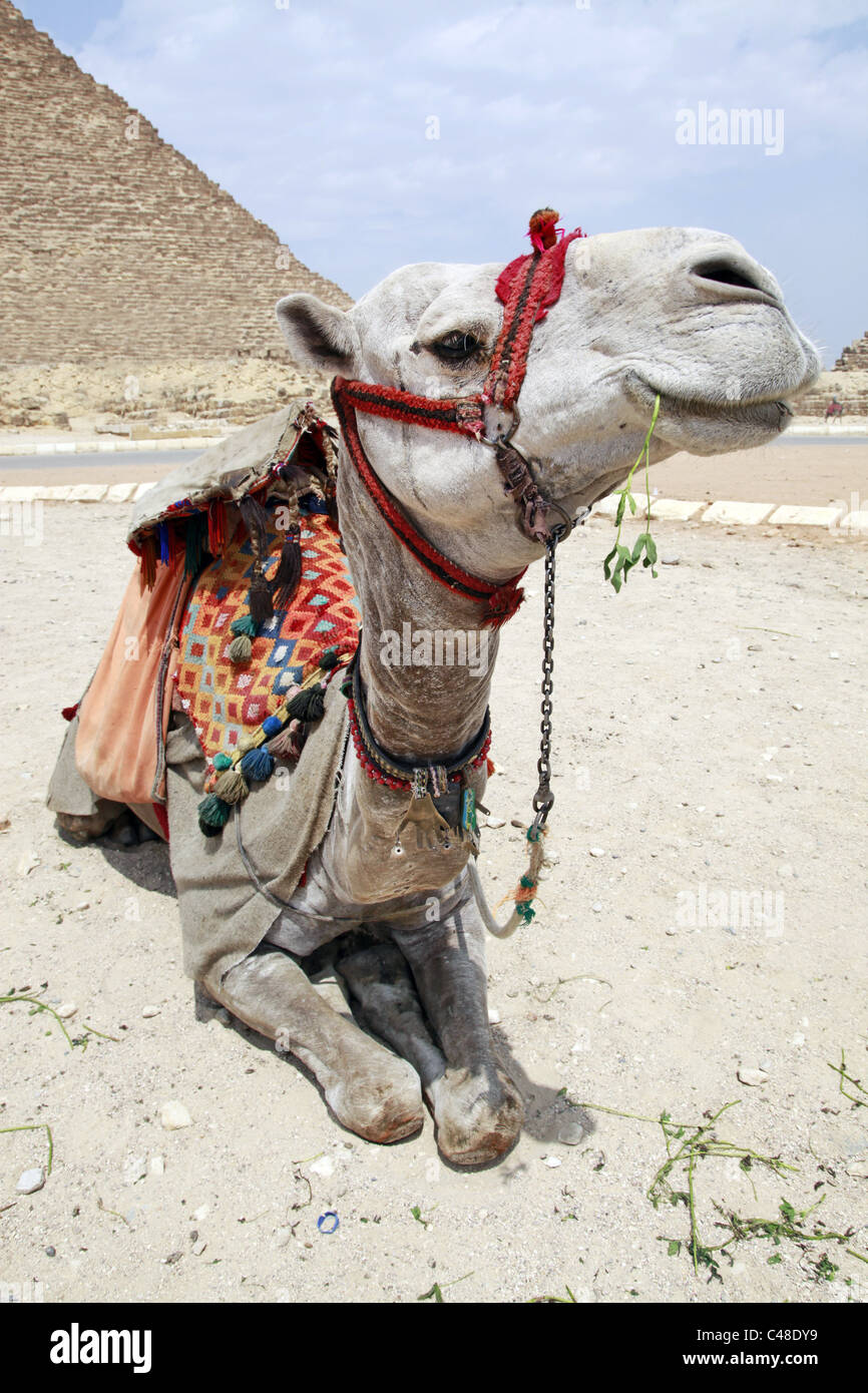 Portrait of a camel in Cairo, Egypt Stock Photo - Alamy