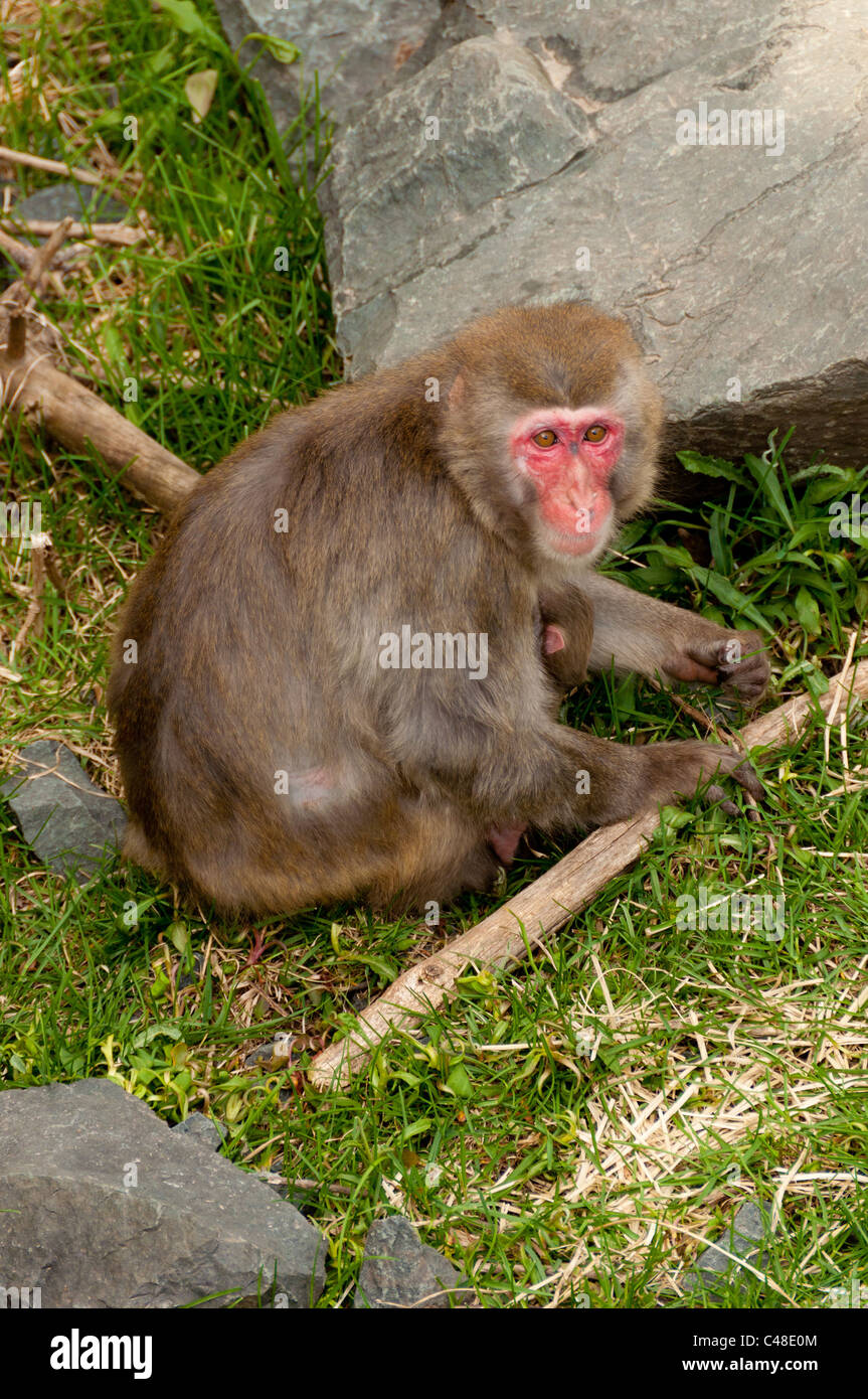 Monkey front view hi-res stock photography and images - Alamy