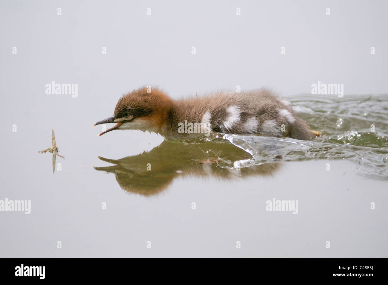 Snapping goose hi-res stock photography and images - Alamy