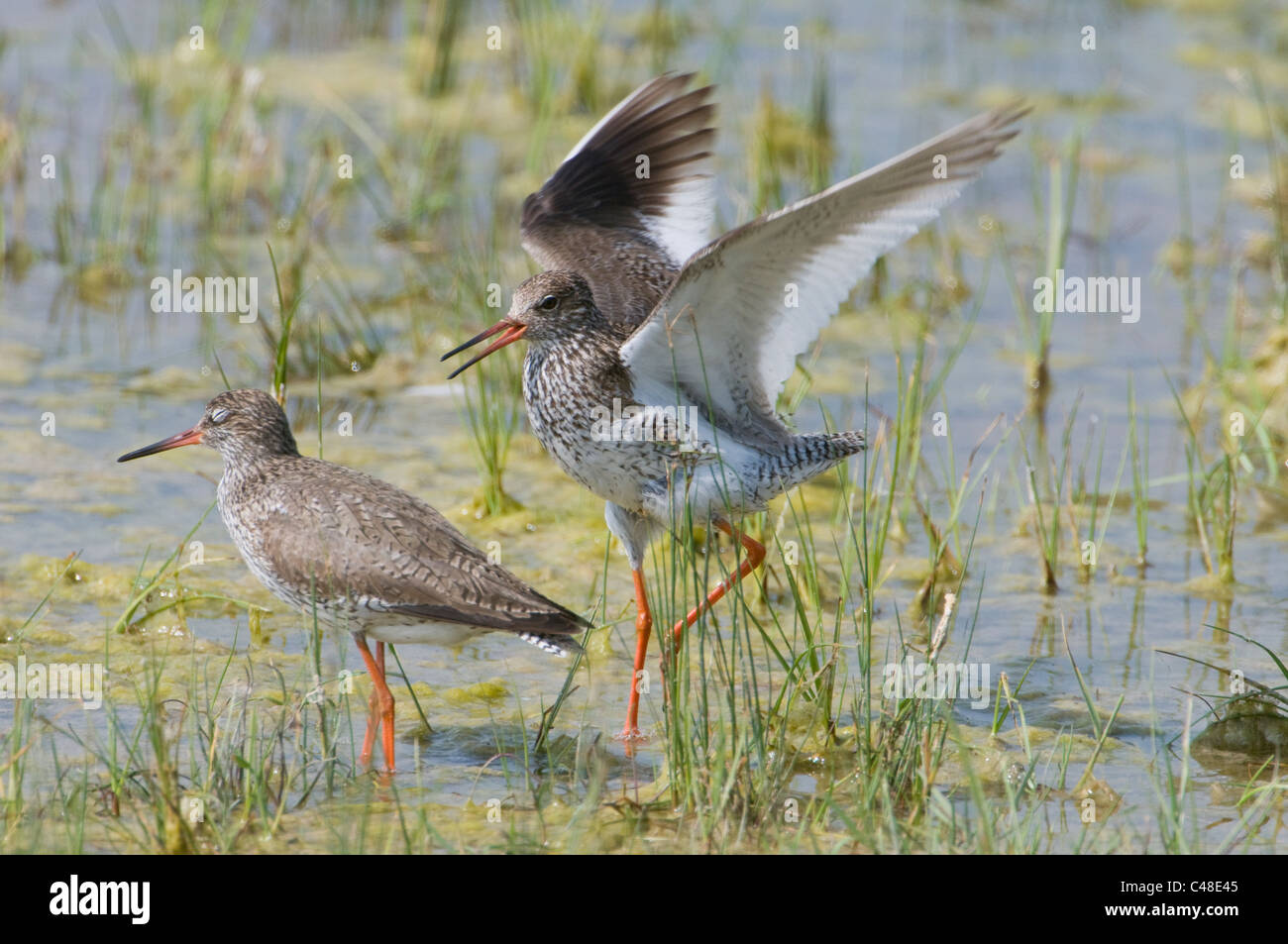 common redshank courtship behavior Stock Photo - Alamy