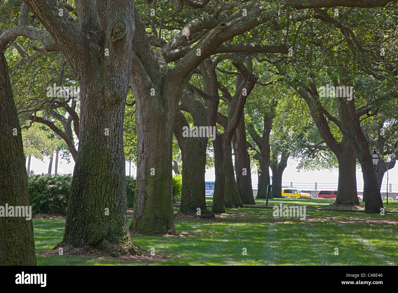 Live Oak trees in The Battery Park, south end of the peninsula in ...