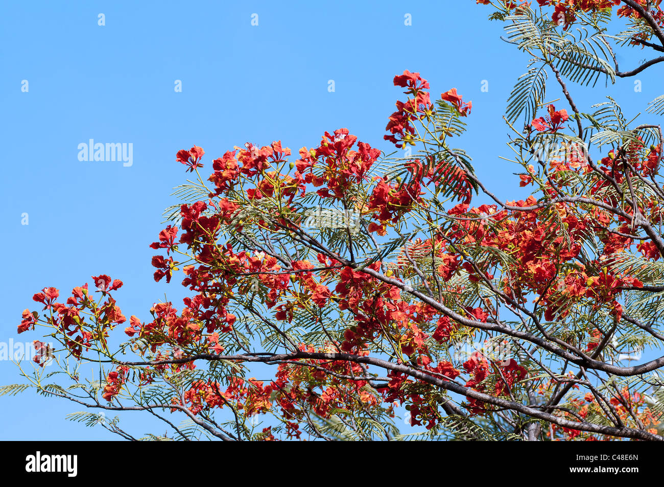 Red spring flowers at full bloom during summer and spring Stock Photo ...
