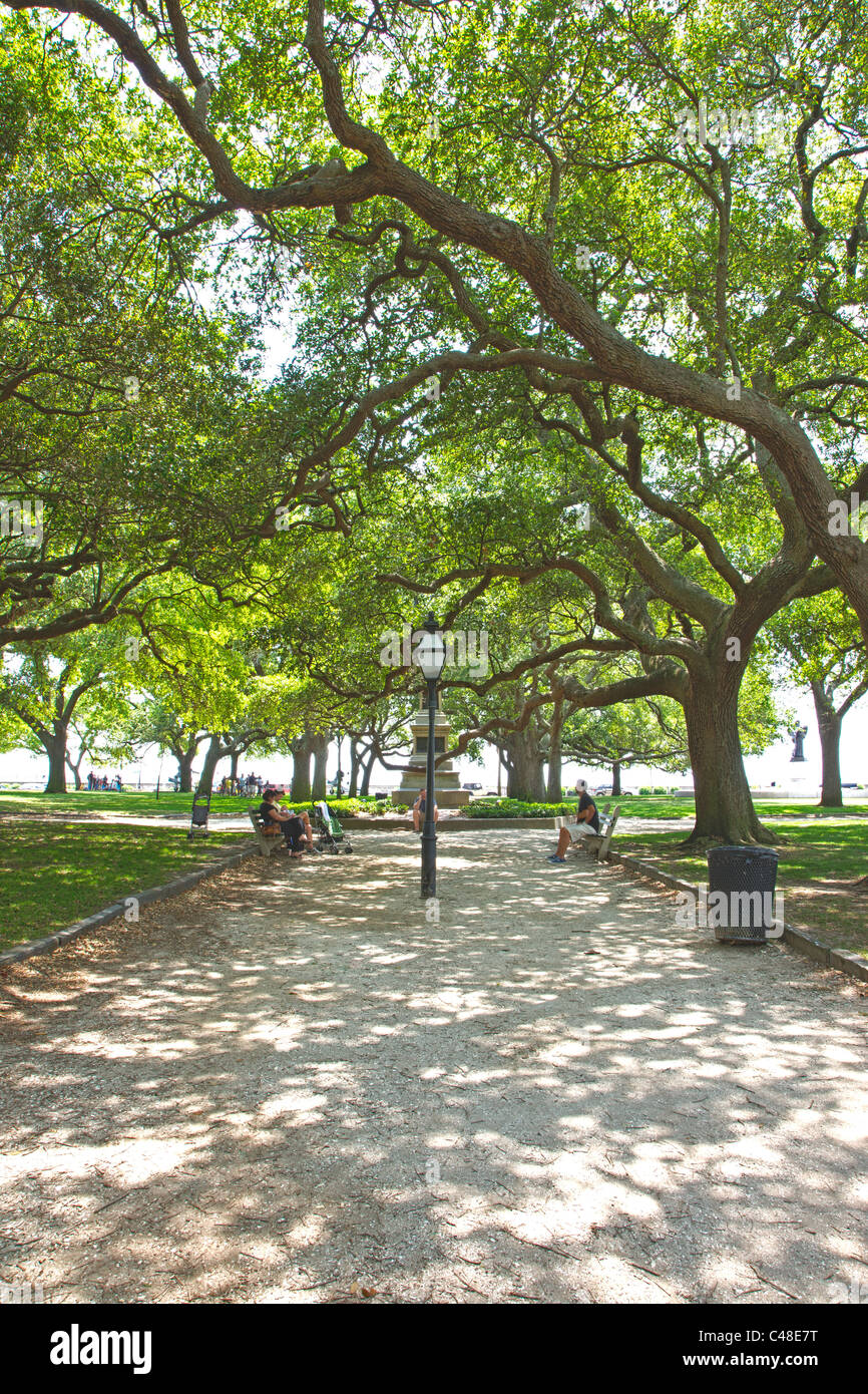 Live Oak trees in The Battery Park, south end of the peninsula in ...