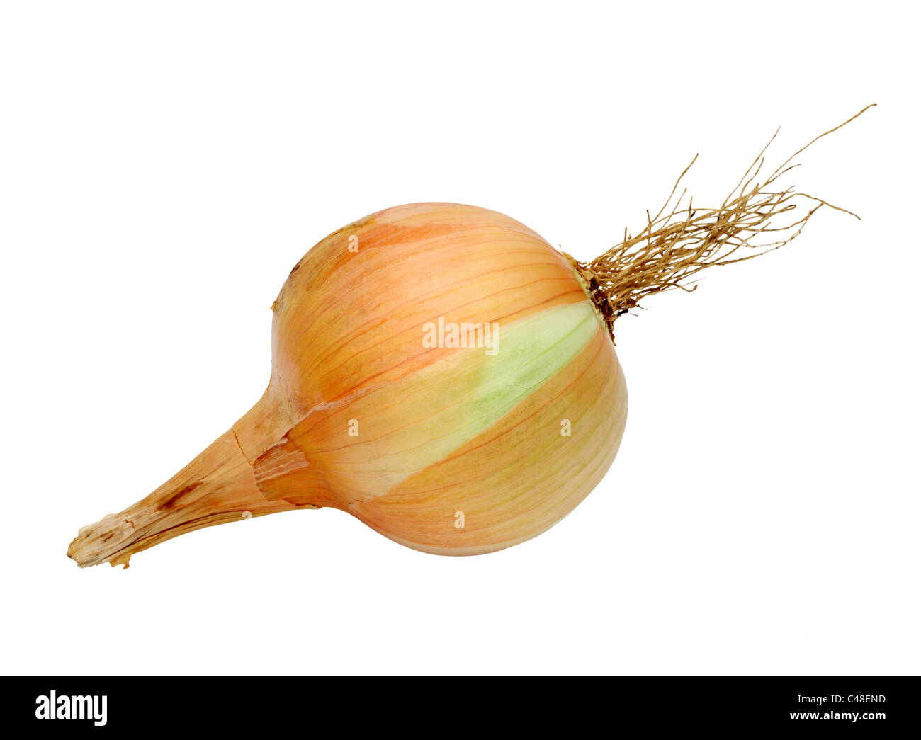 Onion isolated on white background Stock Photo - Alamy