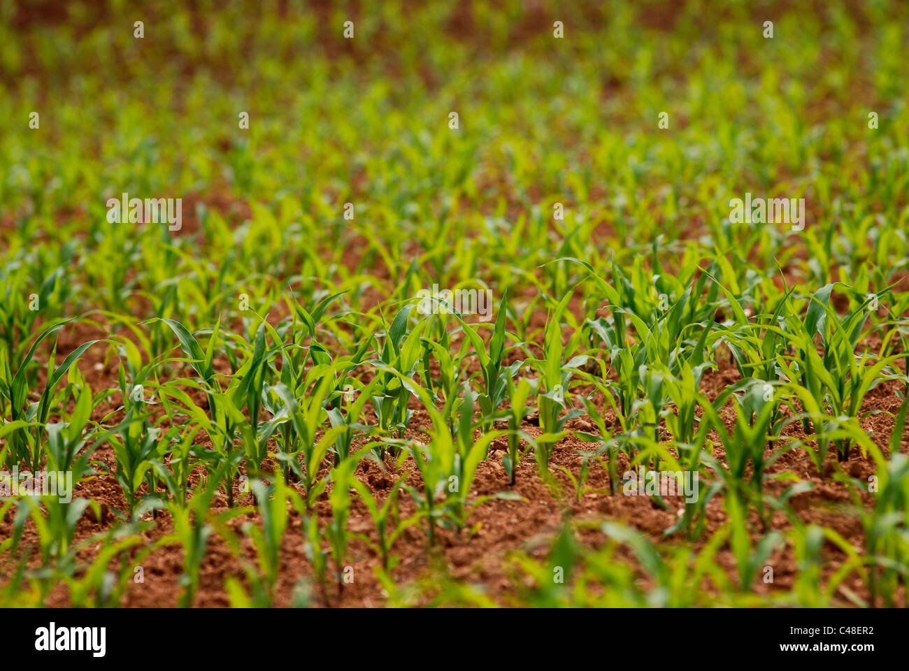 Georgia corn hi-res stock photography and images - Alamy