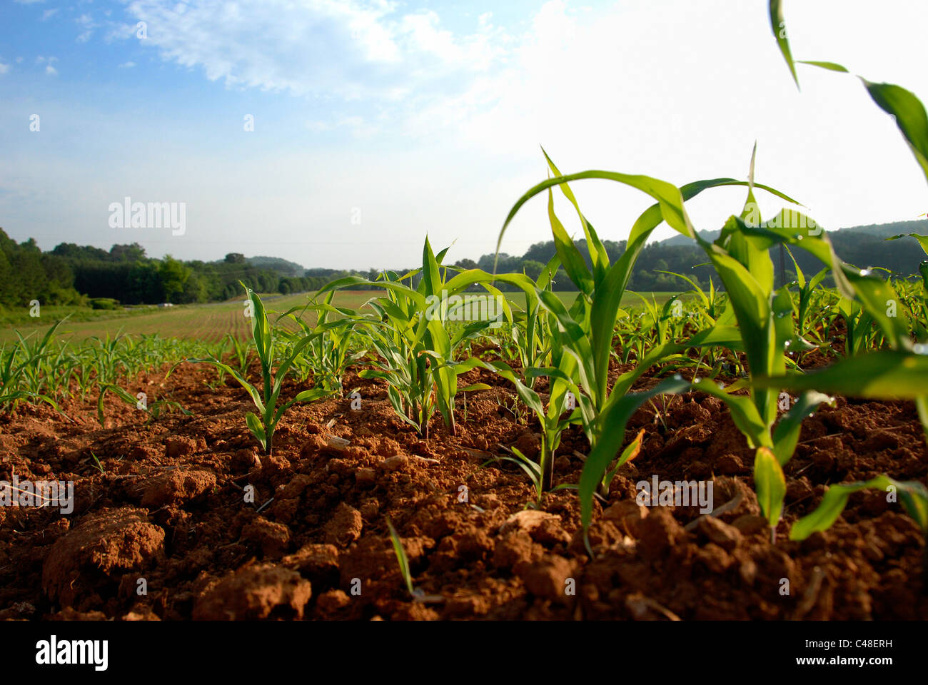 Fresh planted corn field hi-res stock photography and images - Alamy