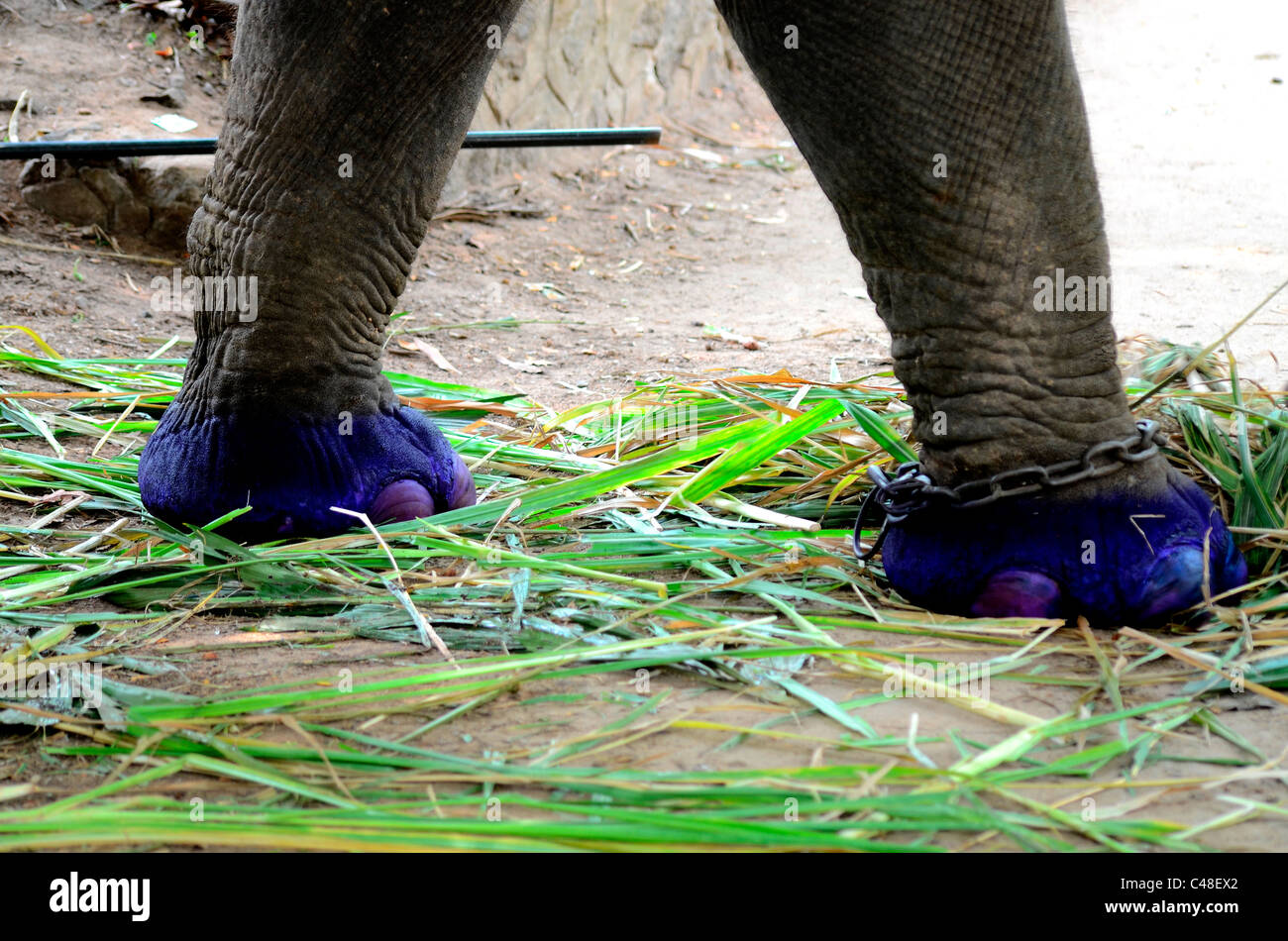 Elephant Legs High Resolution Stock Photography and Images - Alamy