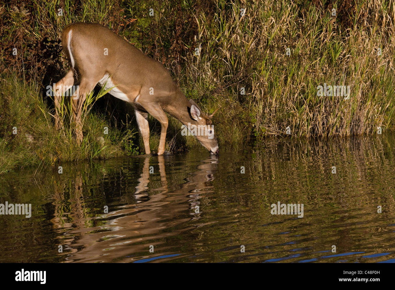 Deer Drinking Stream Stock Photos & Deer Drinking Stream Stock Images ...