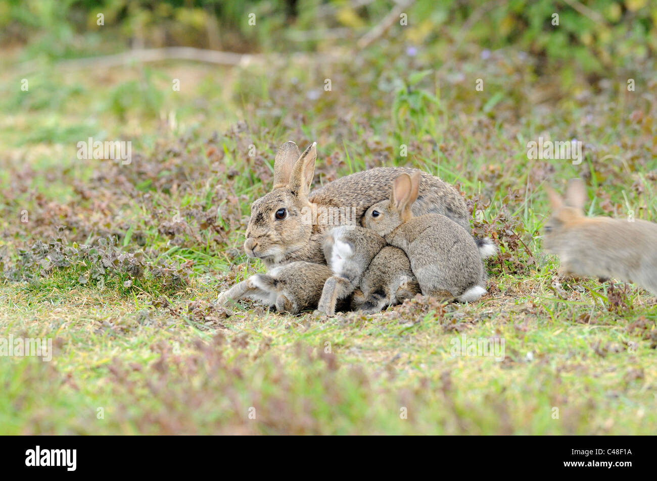 European wild rabbits hi-res stock photography and images - Alamy