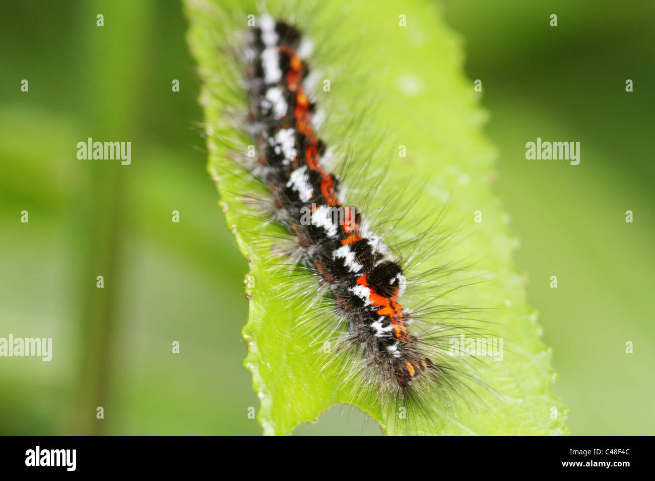 Yellow-tail, Goldtail Moth or Swan Moth (Euproctis similis) Caterpillar ...