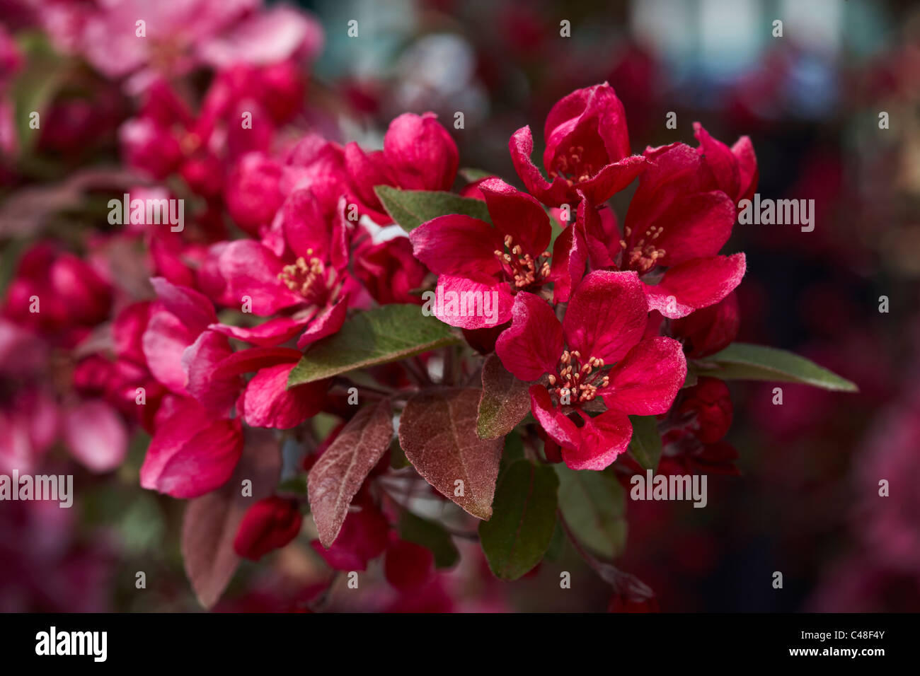 Malus Royalty Crab Apple Tree Blossom Stock Photo - Alamy