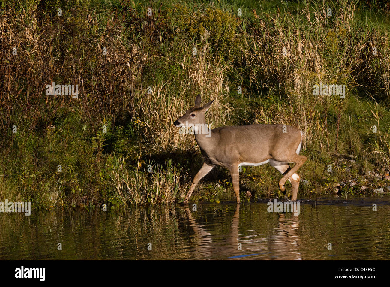 Deer water hi-res stock photography and images - Alamy