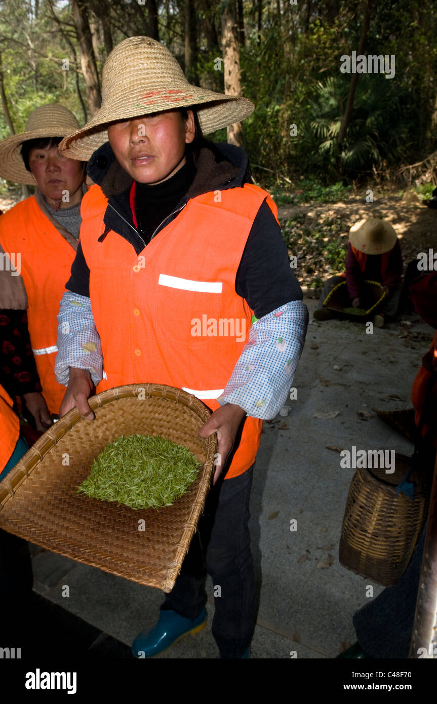 portrait of a tea worker in China Stock Photo - Alamy