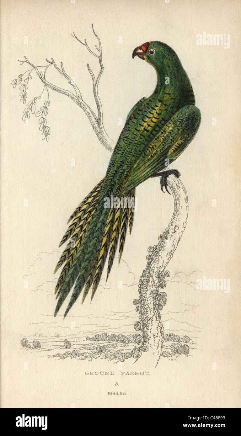 Ground parrot, Pezoporus wallicus Stock Photo - Alamy