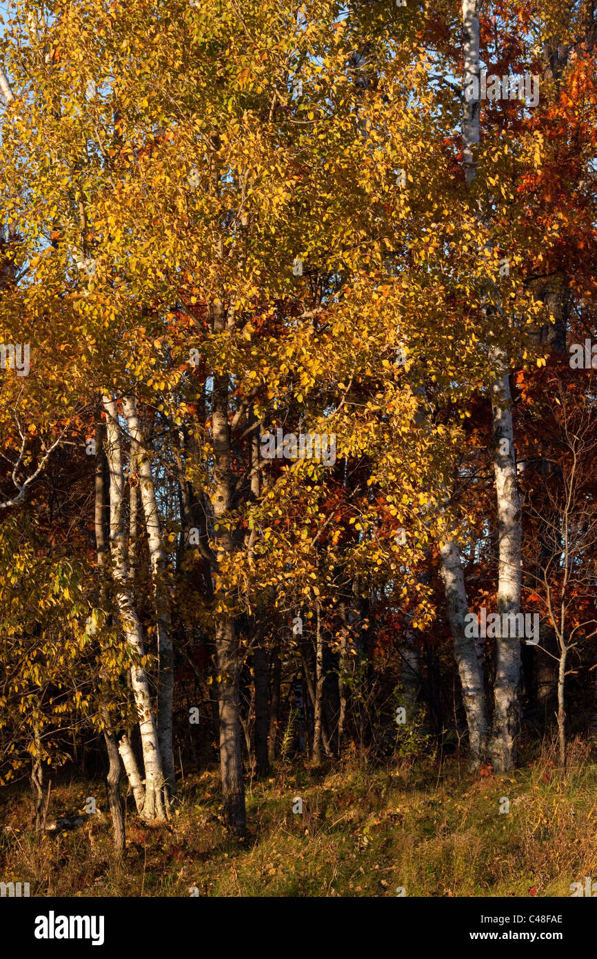 Trees in fall Stock Photo - Alamy