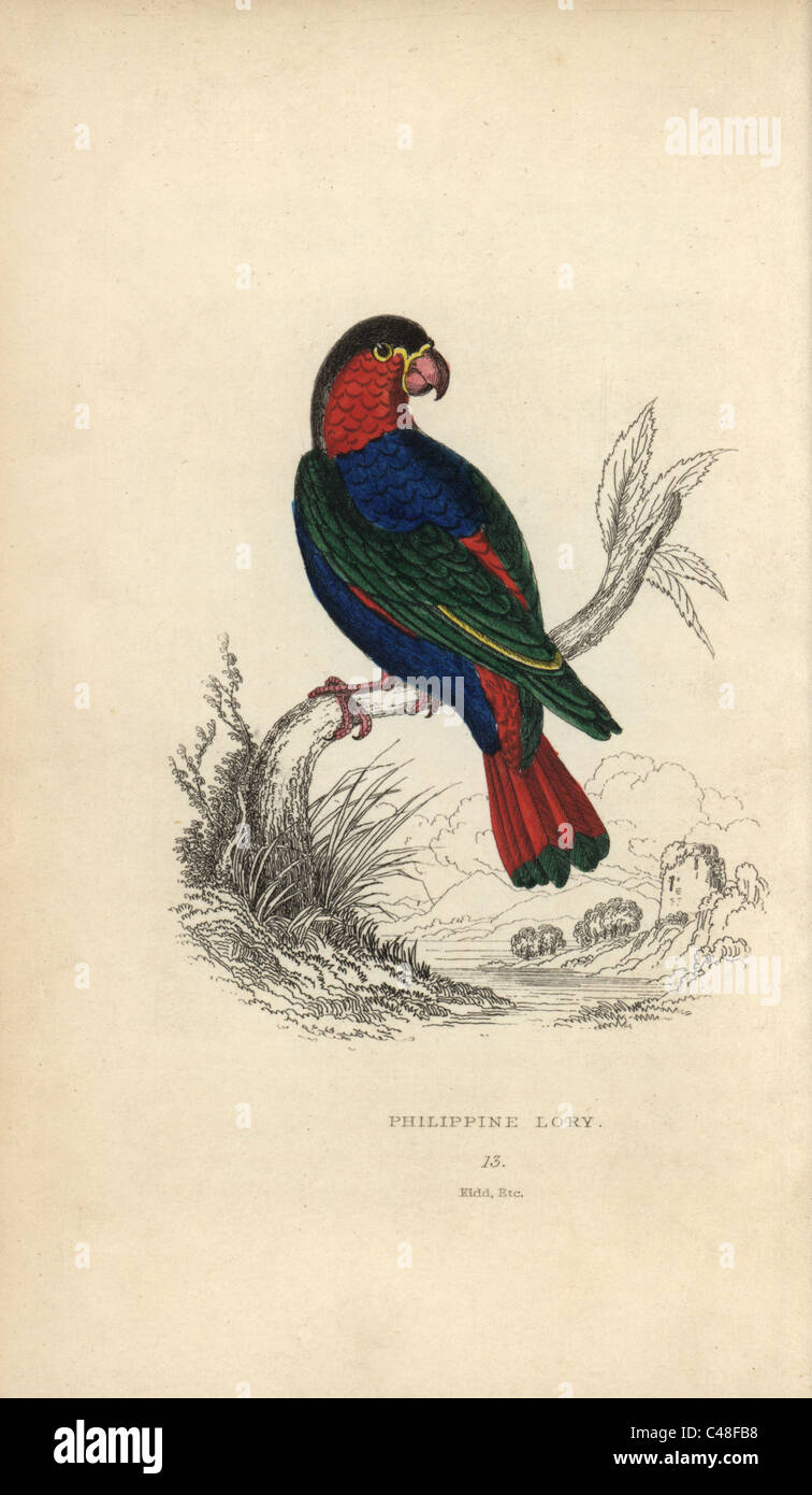 Black capped lory, Lorius lory Stock Photo - Alamy