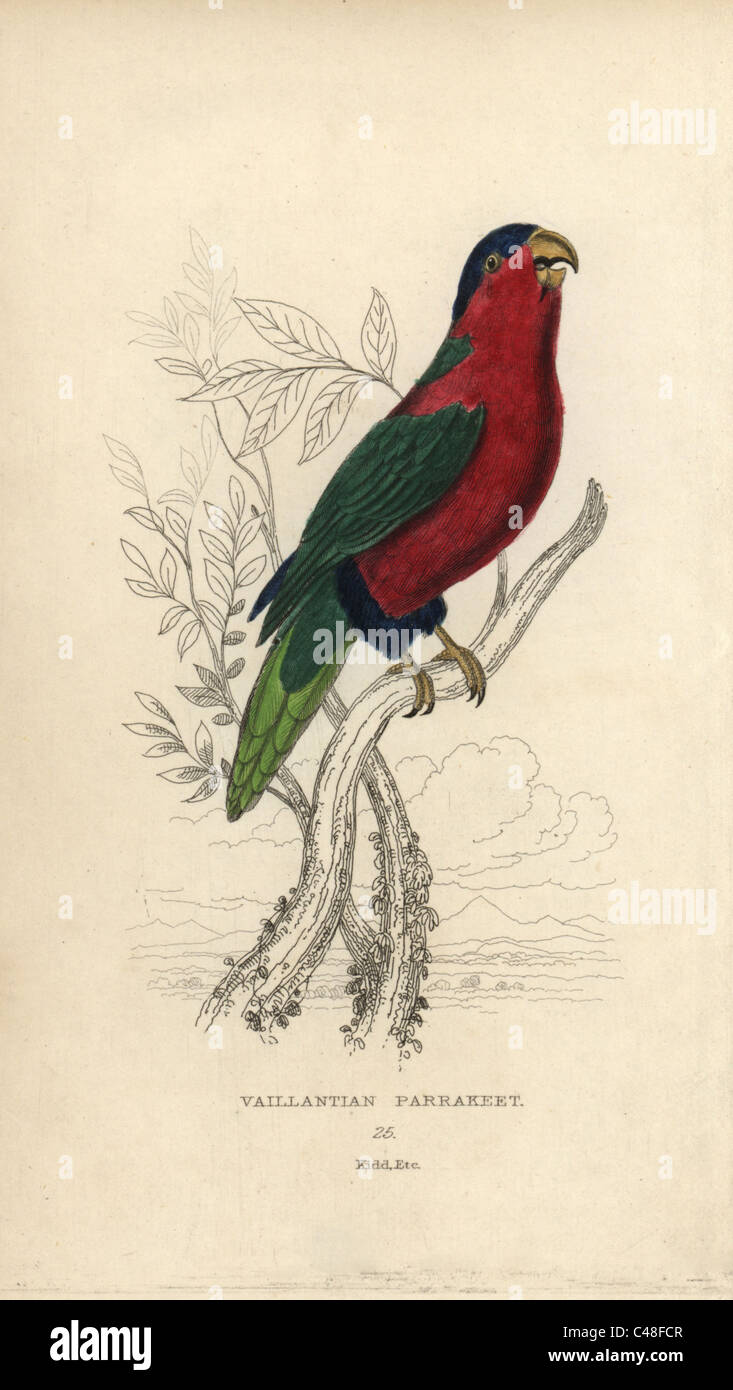 Collared Lory High Resolution Stock Photography and Images - Alamy