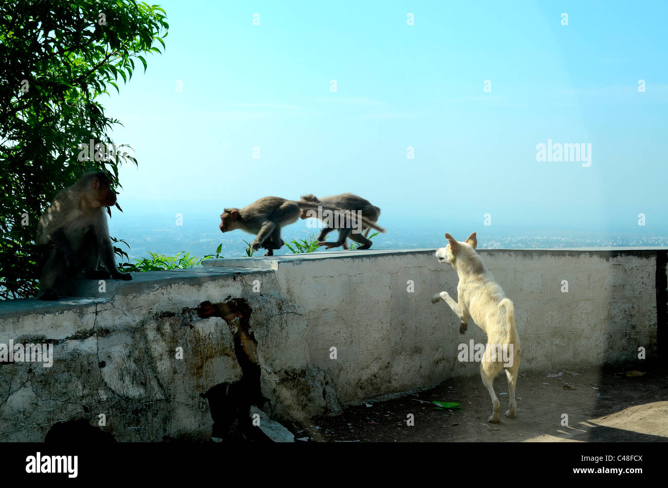 A white dog chasing two monkeys Stock Photo - Alamy