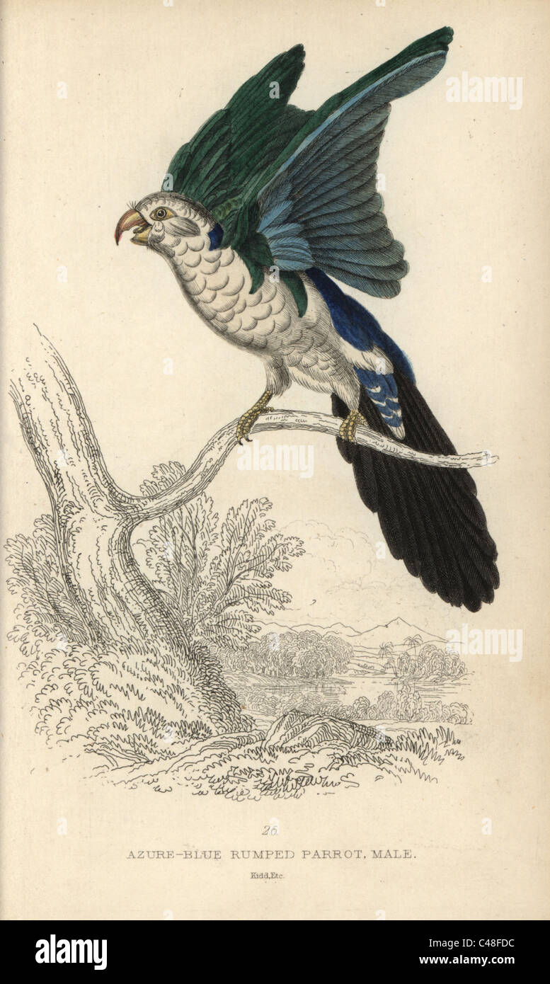 Blue backed parrot hi-res stock photography and images - Alamy