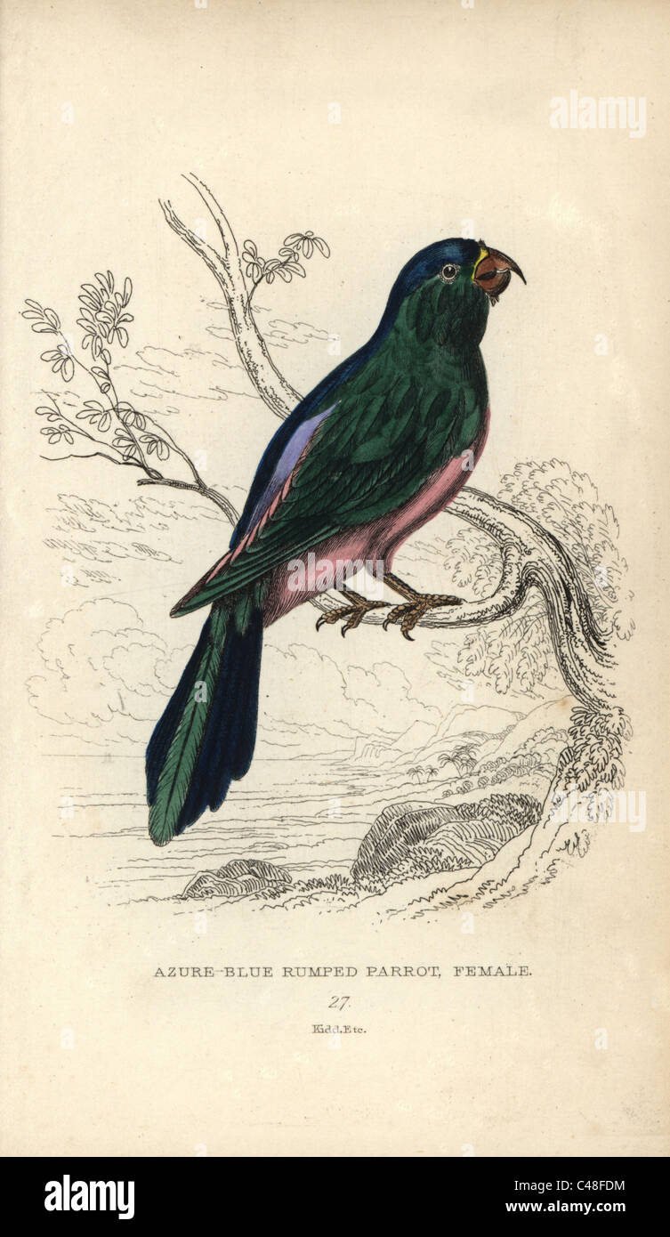 Blue backed parrot, Tanygnathus sumatranus Stock Photo - Alamy