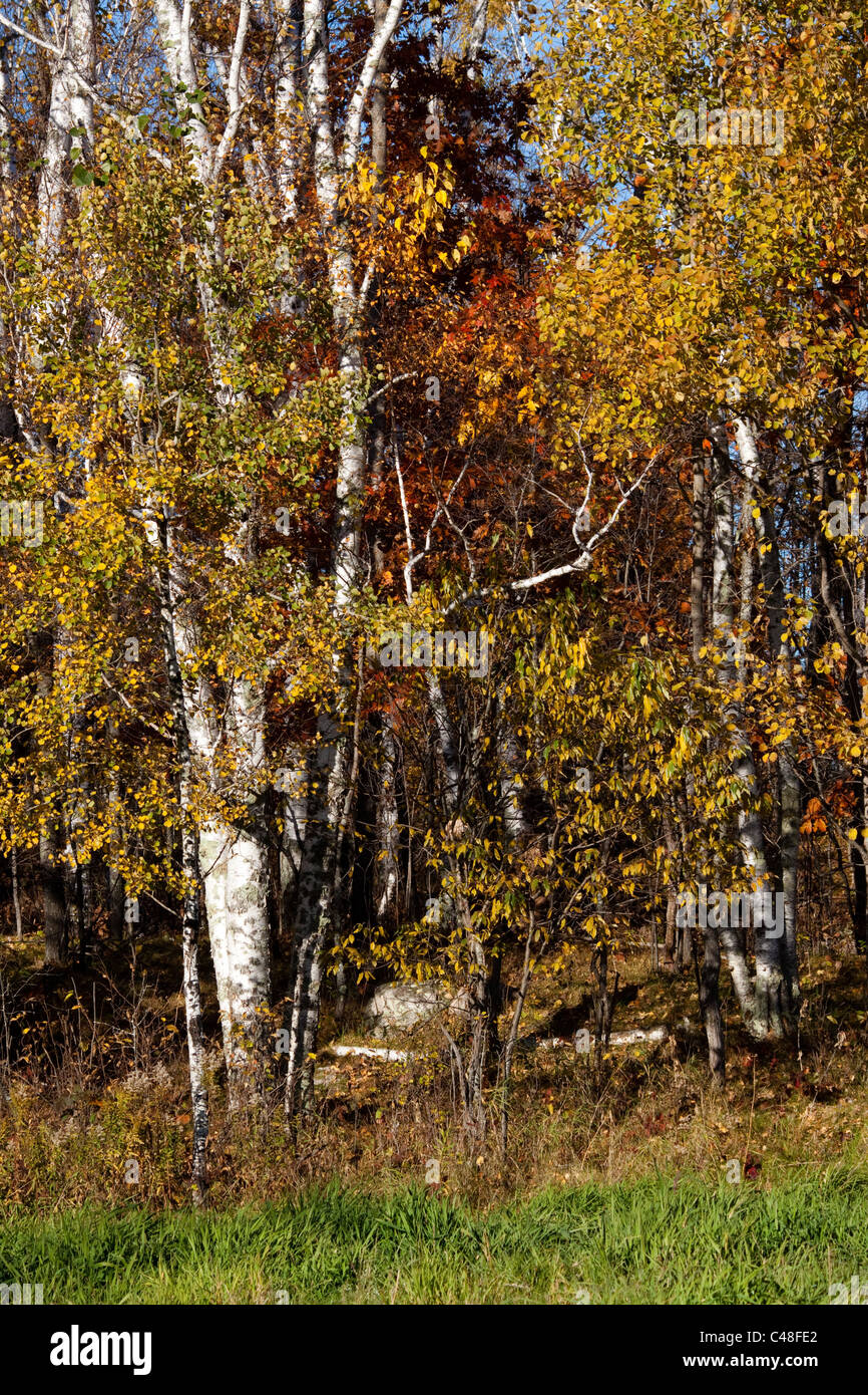 Trees in fall Stock Photo - Alamy