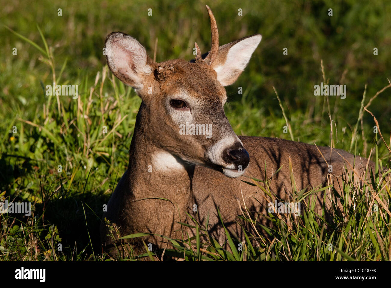 Deformed antlers hi-res stock photography and images - Alamy