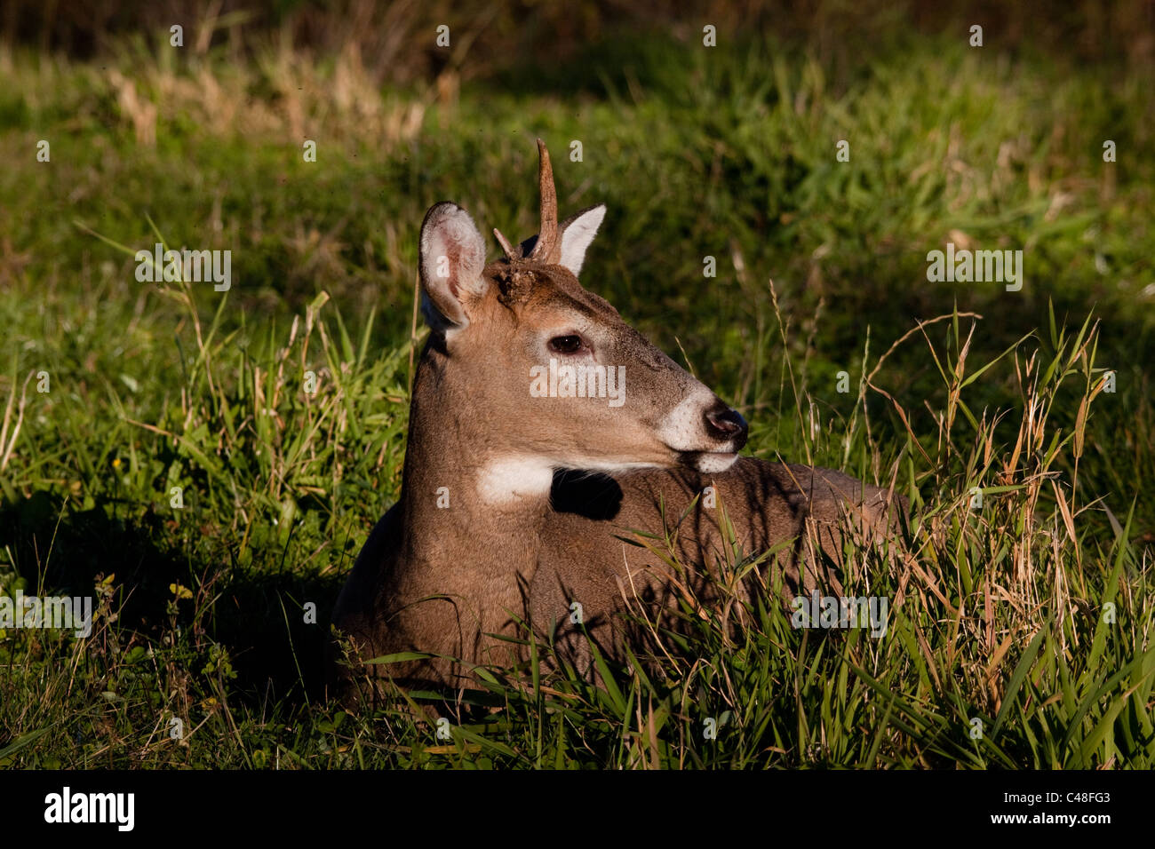 Deformed antlers hi-res stock photography and images - Alamy