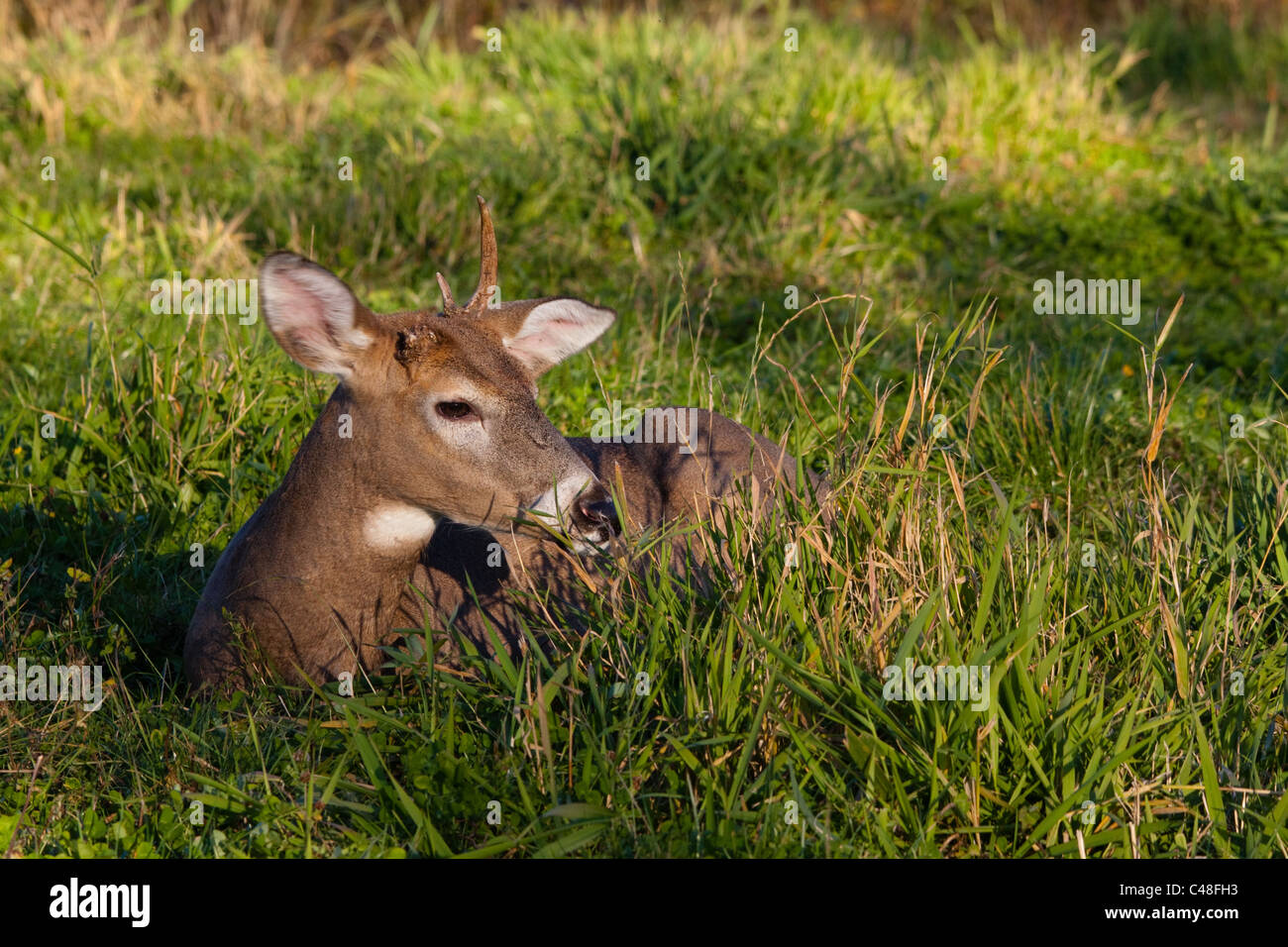 Bedded fawn hi-res stock photography and images - Alamy