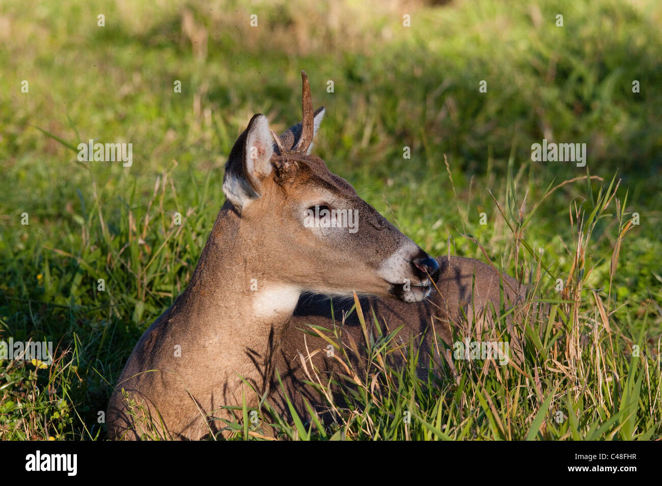 Bedded fawn hi-res stock photography and images - Alamy