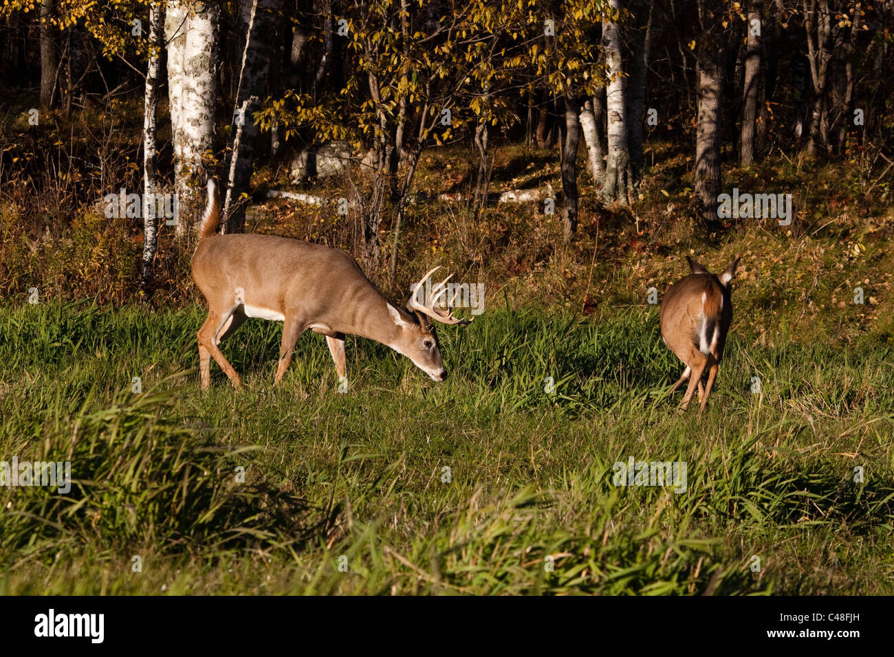Doe deer breeding hi-res stock photography and images - Alamy