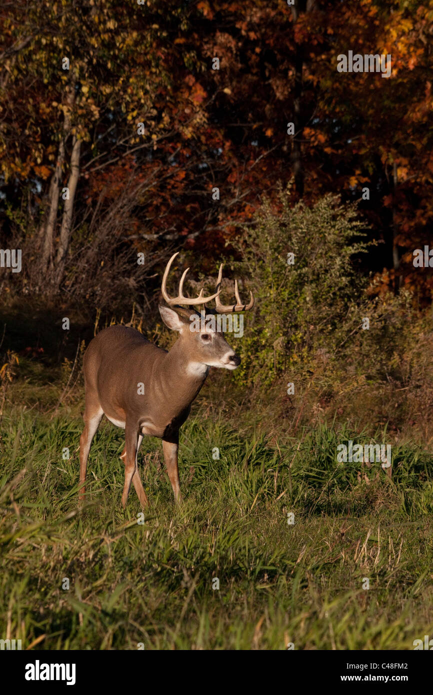 White tailed deer drinking hi-res stock photography and images - Alamy