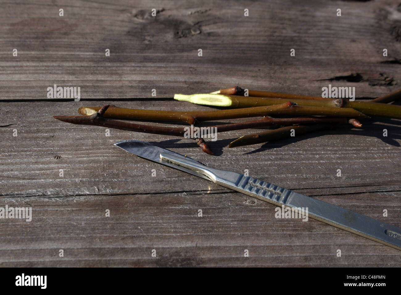 pear cuttings for grafting knife and lie on the old weathered wooden ...