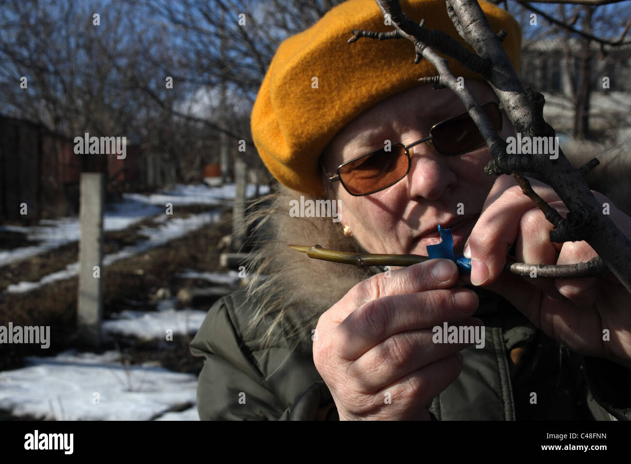 Grafting fruit hi-res stock photography and images - Alamy