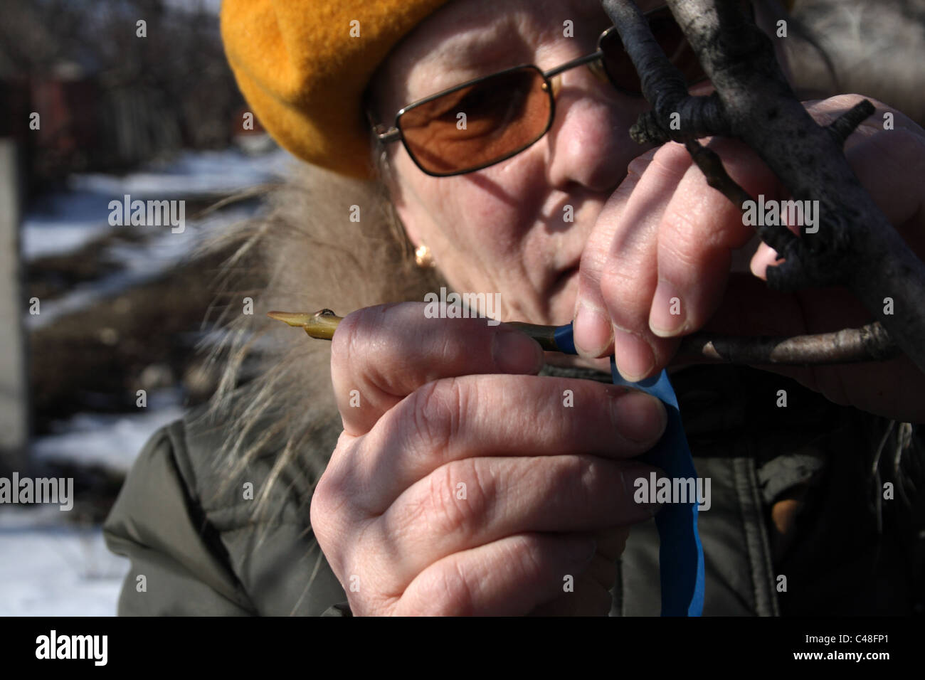 woman makes grafting Stock Photo - Alamy