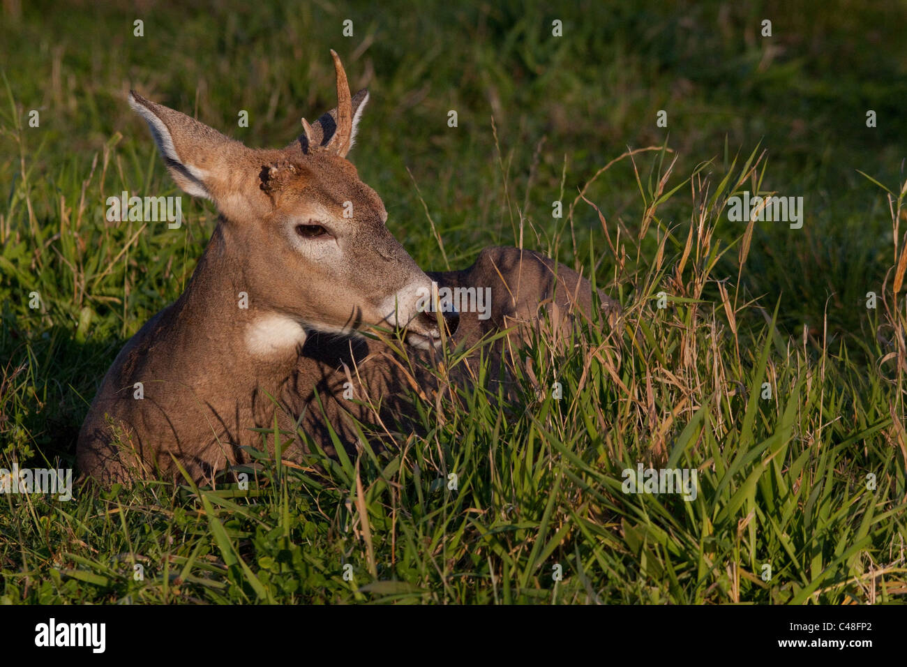 Deformed anatomy hi-res stock photography and images - Alamy