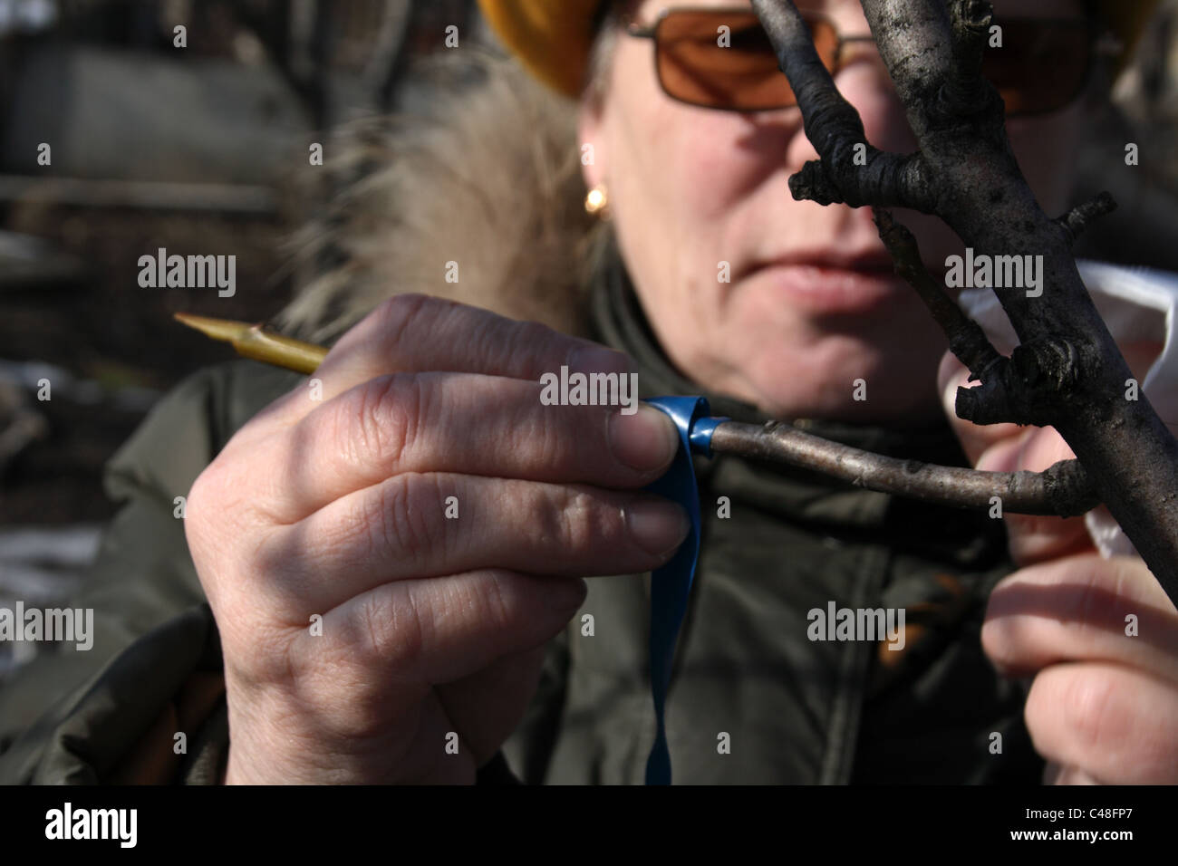woman makes grafting Stock Photo - Alamy