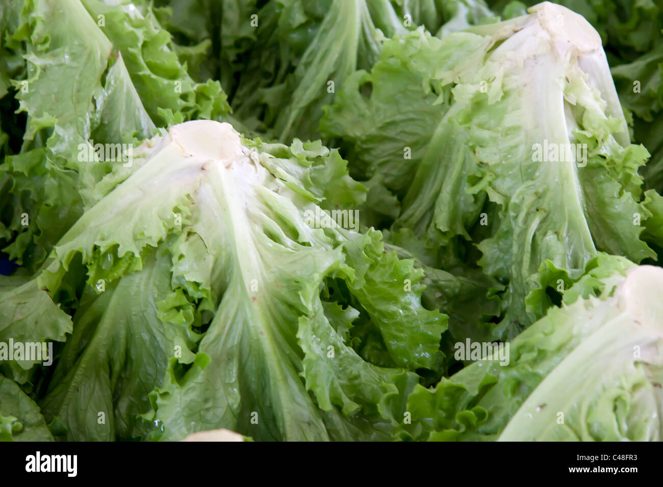 Closeup on bright green fresh lettuce Stock Photo - Alamy