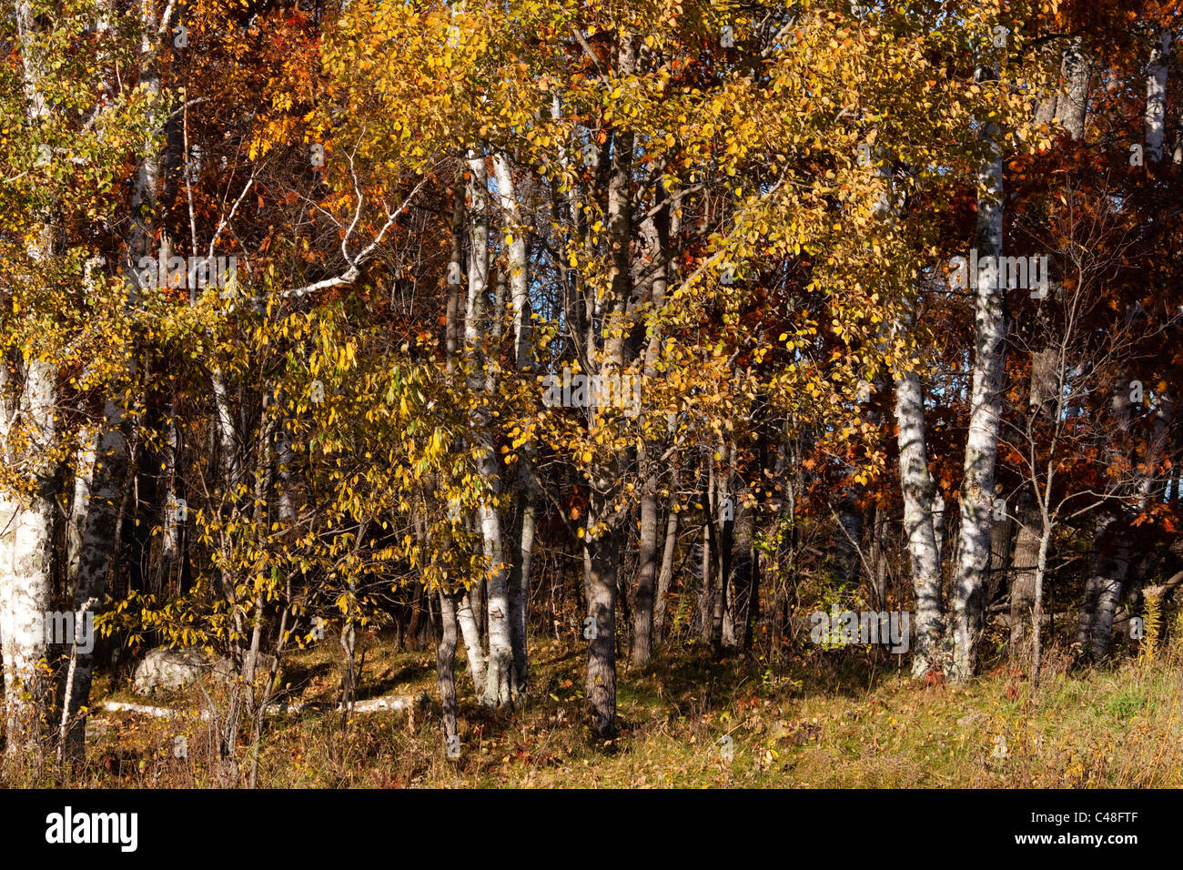 Trees in fall Stock Photo - Alamy