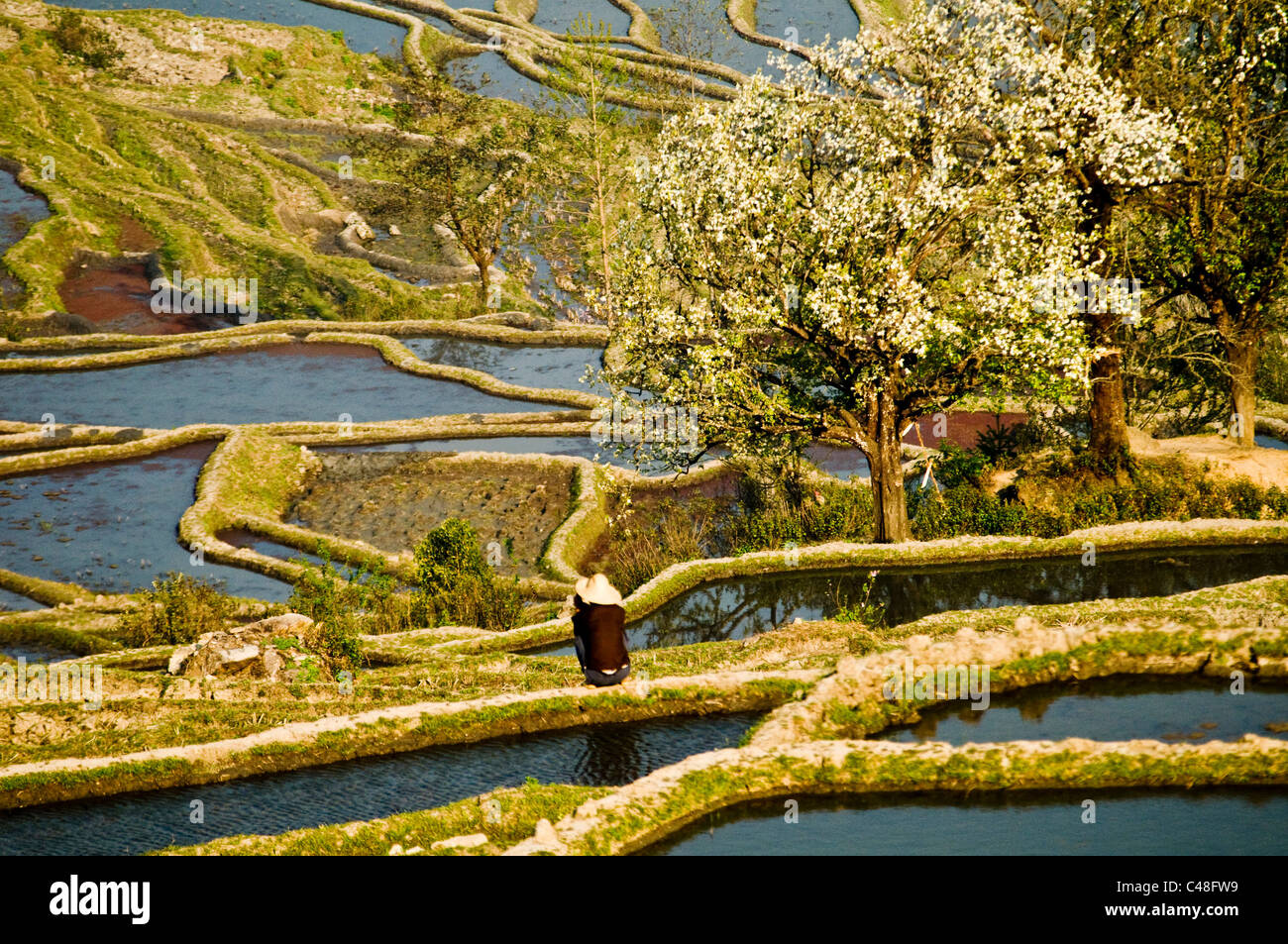 A Farmer resting in the paddy fields Stock Photo - Alamy