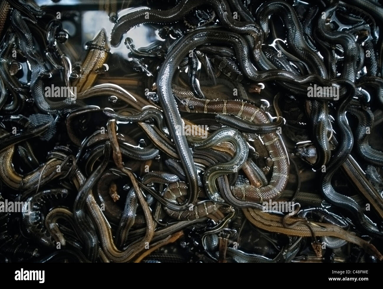 Snakes coils hi-res stock photography and images - Alamy