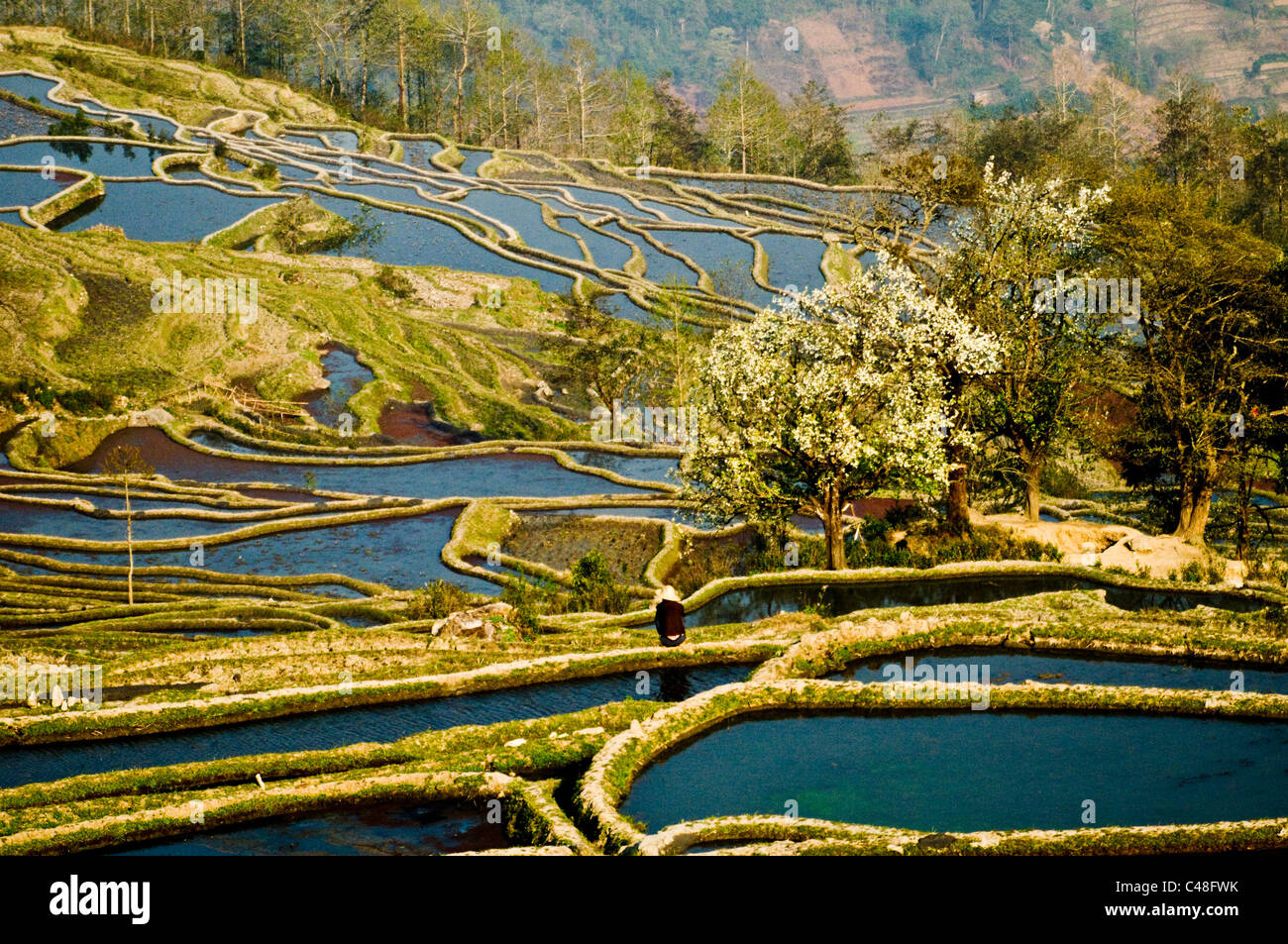 A Farmer resting in the paddy fields Stock Photo - Alamy